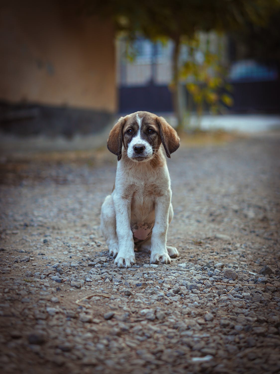 When First Finding a Stray - Petstray.com
